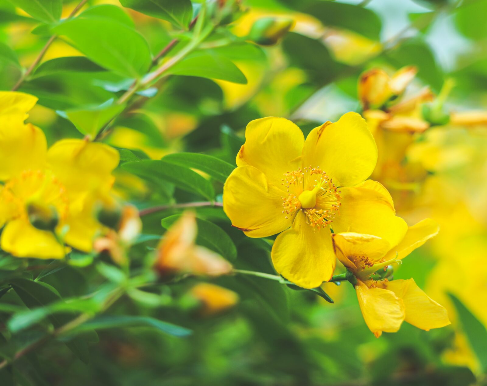 7 Magical Benefits of St. John's Wort Oil - Mantras and Mulberries
