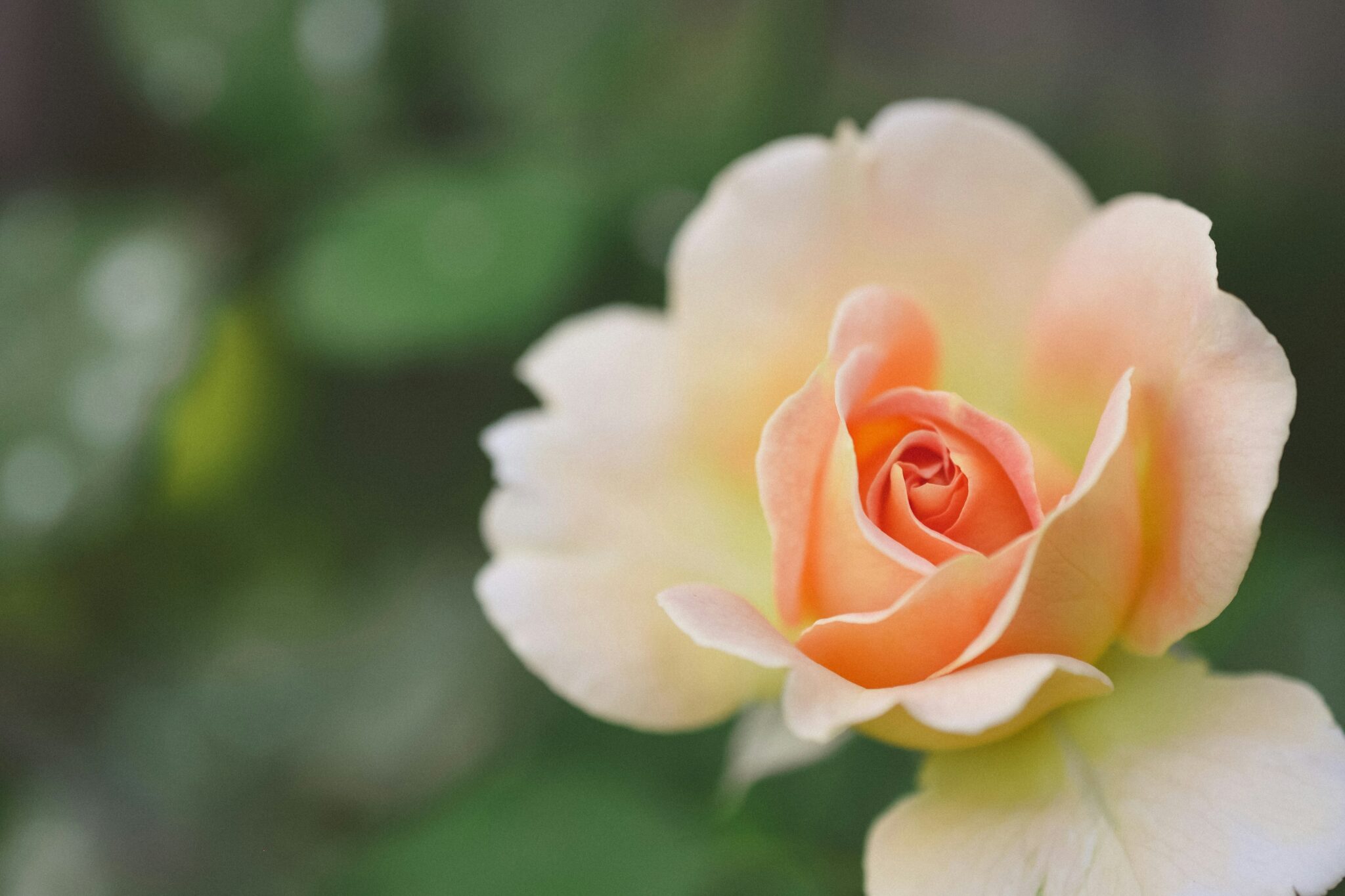 Embracing Rose Medicine for the Heart - Mantras and Mulberries