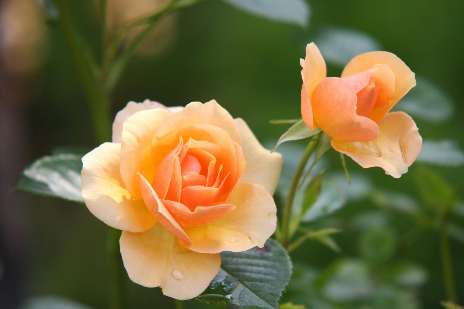 Embracing Rose Medicine for the Heart - Mantras and Mulberries