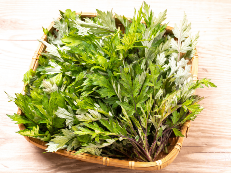 7 Magical Properties of Mugwort You Need to Know - Mantras and Mulberries