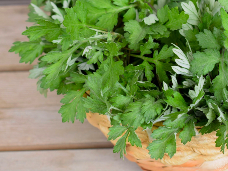 7 Magical Properties of Mugwort You Need to Know - Mantras and Mulberries