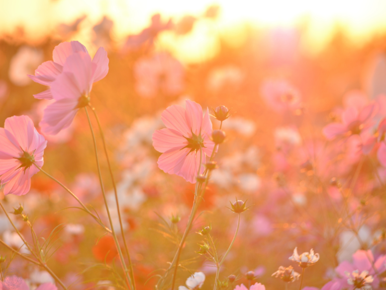 The 3 Gunas of Nature – Sattva, Rajas, and Tamas - Mantras and Mulberries